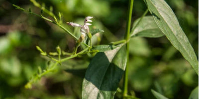 Kulanjan (Greater Galangal): 10 Benefits, Nutrients & Uses