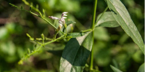 Kulanjan (Greater Galangal): 10 Benefits, Nutrients & Uses