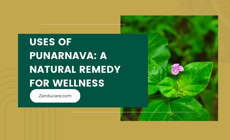 Punarnava Herb: Uses, Benefits, Nutrients & Side Effects
