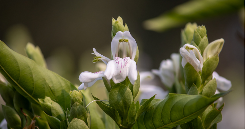 Adusa, Vasa or Vasaka: Benefits & Uses & Side Effects