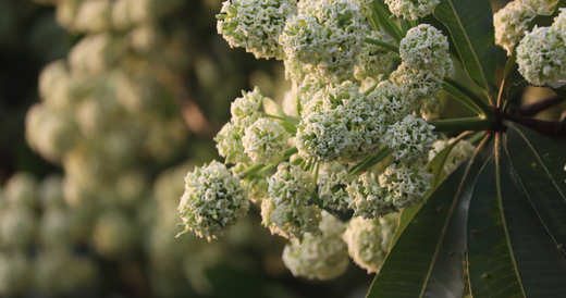 Chitvan [Dita] Guide: 6 Benefits, Nutrients & Usage