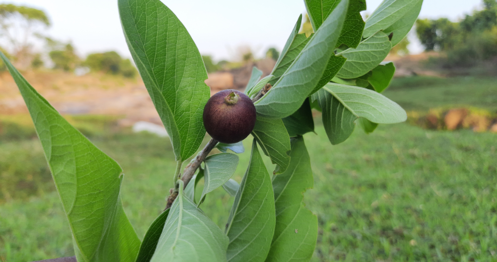 Ankola Sage Leaved Alangium Complete Guide to the Ayurvedic Herb
