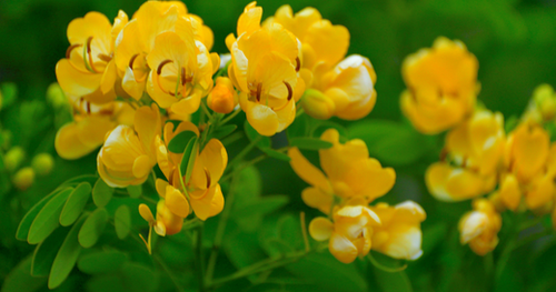 Senna: Benefits & Uses and Side Effects