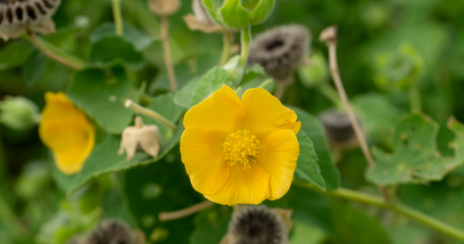 Kanghi Guide: 10 Benefits, Nutrients & Steps to Uses