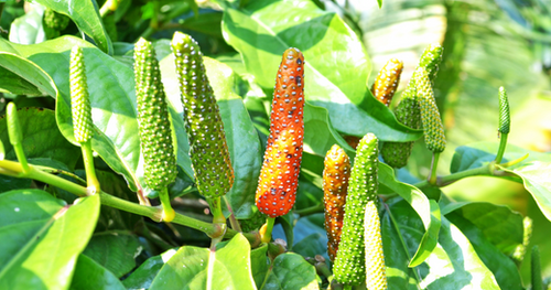 Pippali (Long Pepper) Benefits, Uses & Precautions